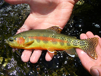 Fishing for California Golden Trout (native)