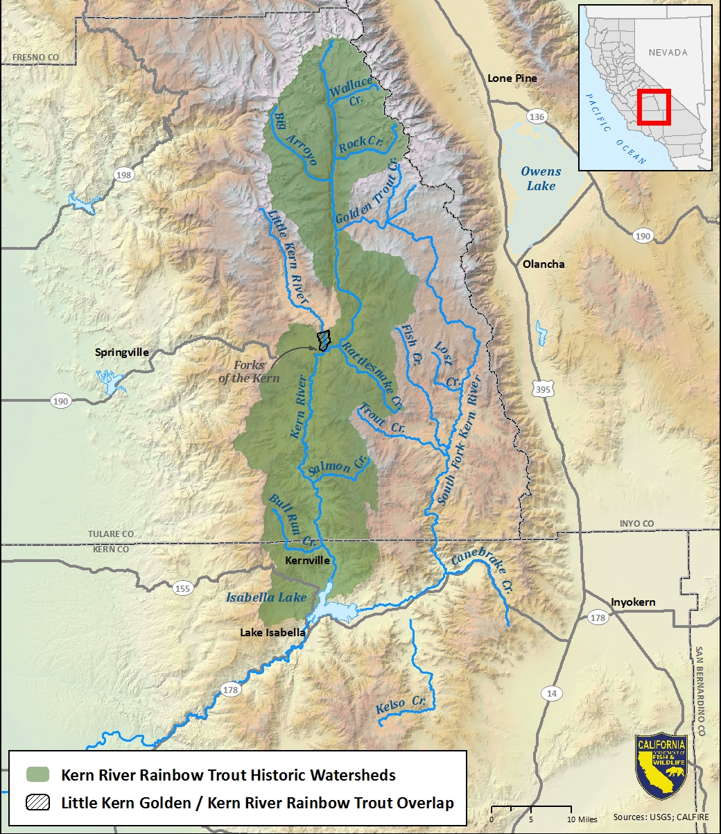 Fishing for Kern River Rainbow Trout (native)