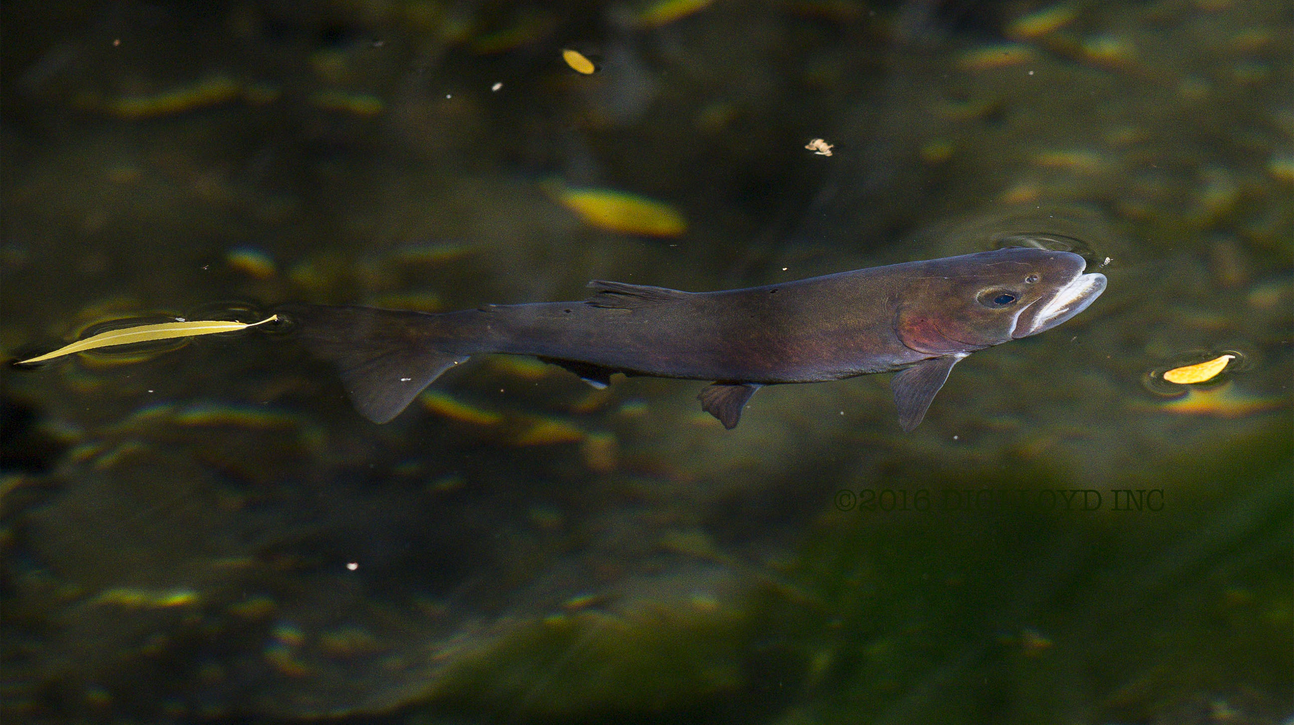 Drought Stressor Monitoring Case Study: Paiute Cutthroat Trout ...