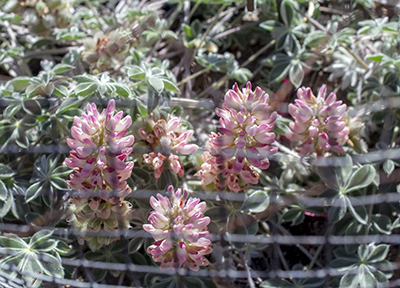Science Institute News | How Harvest Numbers Help Biologists Plan