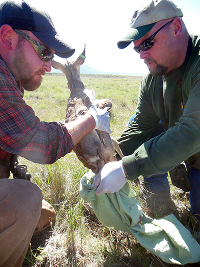 Science Institute News | Pronghorn Study