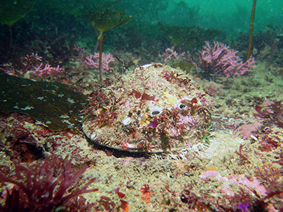 Science Institute News | Saving California’s White Abalone
