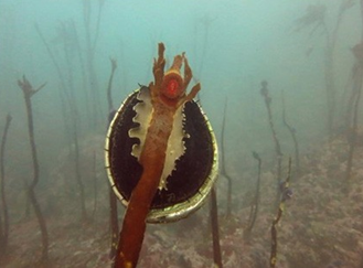 Science Institute News | California’s Disappearing Kelp Forests: