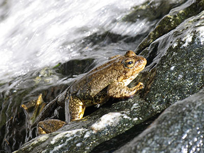 Science Institute News | Science Spotlight: Legwork and Expertise