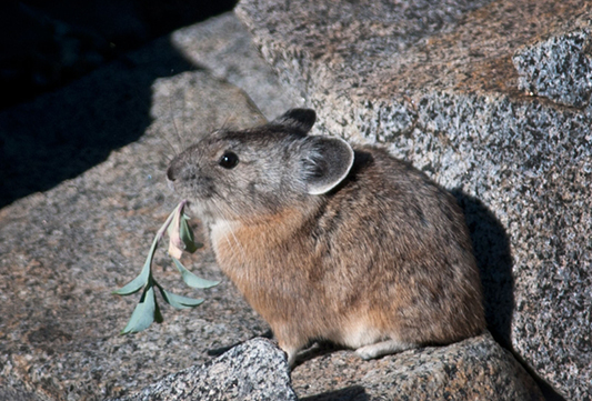 Science Institute News | Habitat Study Shows How American Pikas F