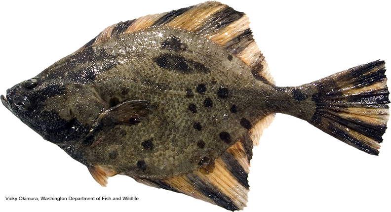 California Marine Sportfish Identification: Flatfishes