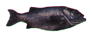 California Marine Sportfish Identification: Sea Bass