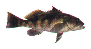 California Marine Sportfish Identification: Sea Bass