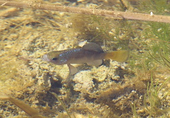 California Endangered Species Act (CESA)