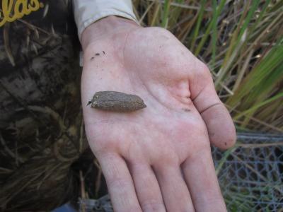 Discovery of invasive nutria in California