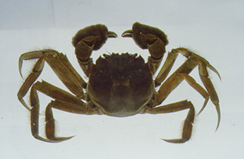 California’s Invaders: Chinese Mitten Crab