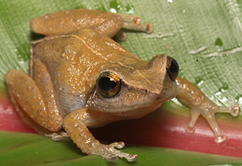 California’s Invaders: Common Coqui