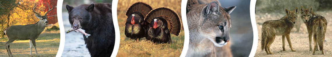 Living with Wildlife