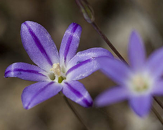 Brodiaea filifolia - Alchetron, The Free Social Encyclopedia