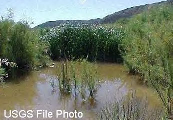 Mohave Tui Chub (Siphateles bicolor mohavensis)