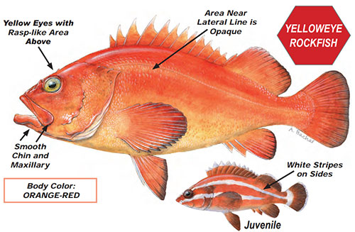 Yelloweye and other Rockfish Species of Concern