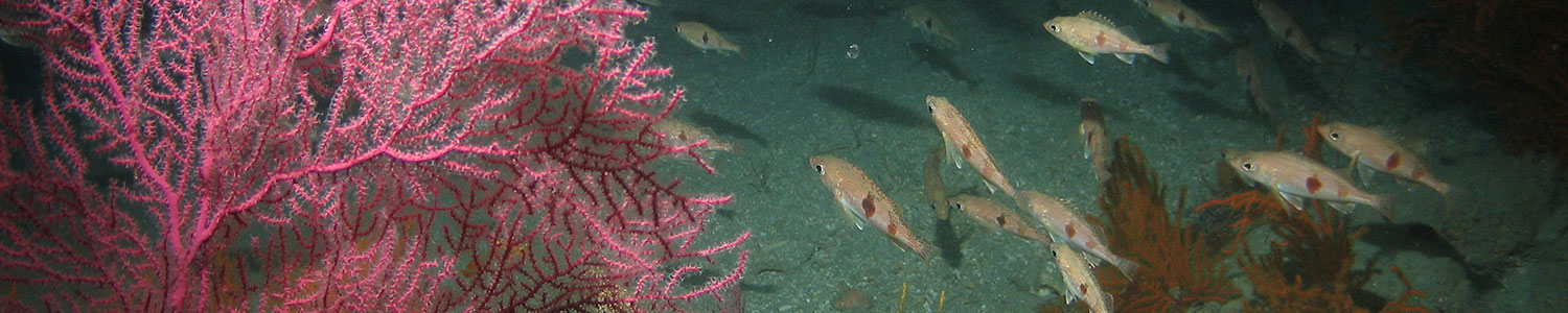 California Marine Protected Areas (MPAs)