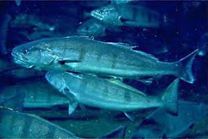 White seabass - Alchetron, The Free Social Encyclopedia